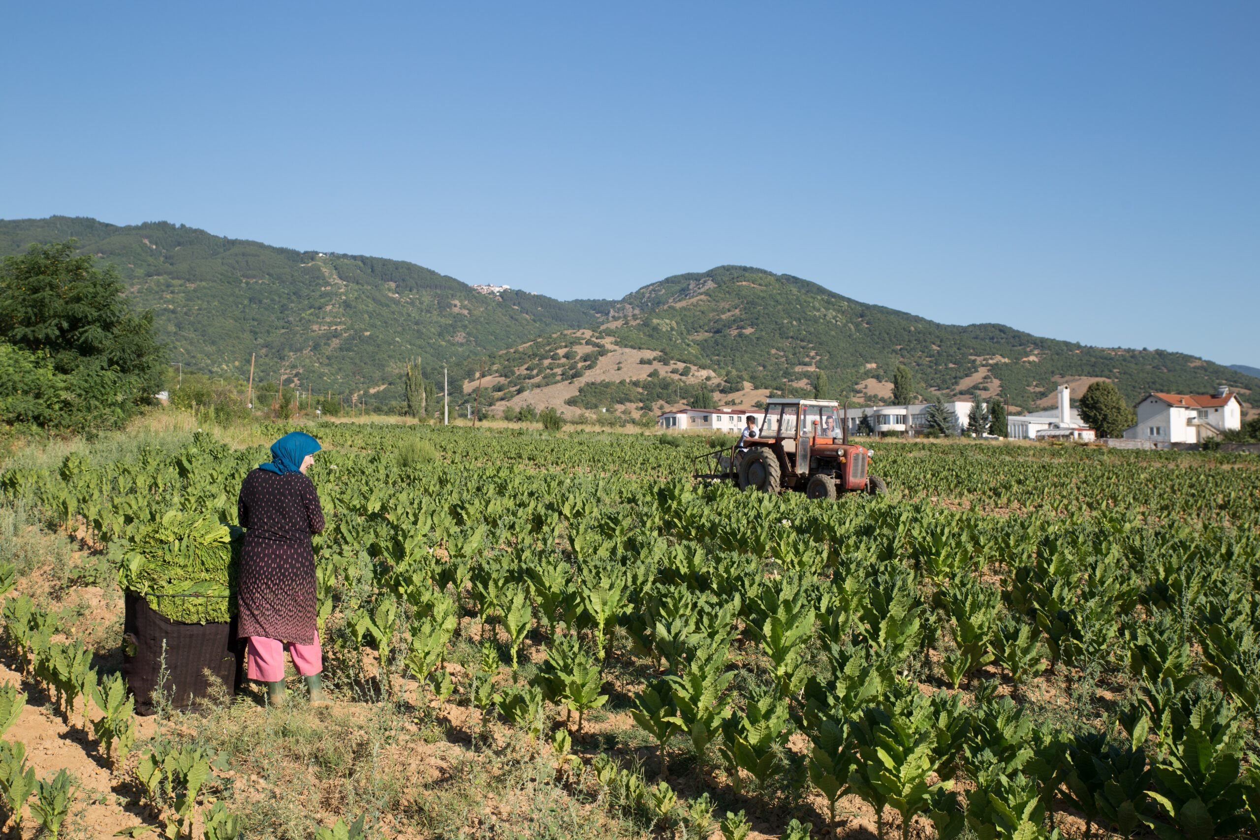 Ecorys to lead comprehensive evaluation of agricultural and rural ...